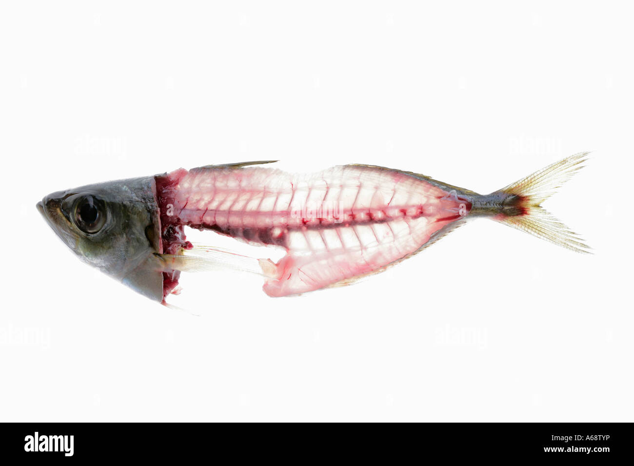 Fish bones hi-res stock photography and images - Alamy