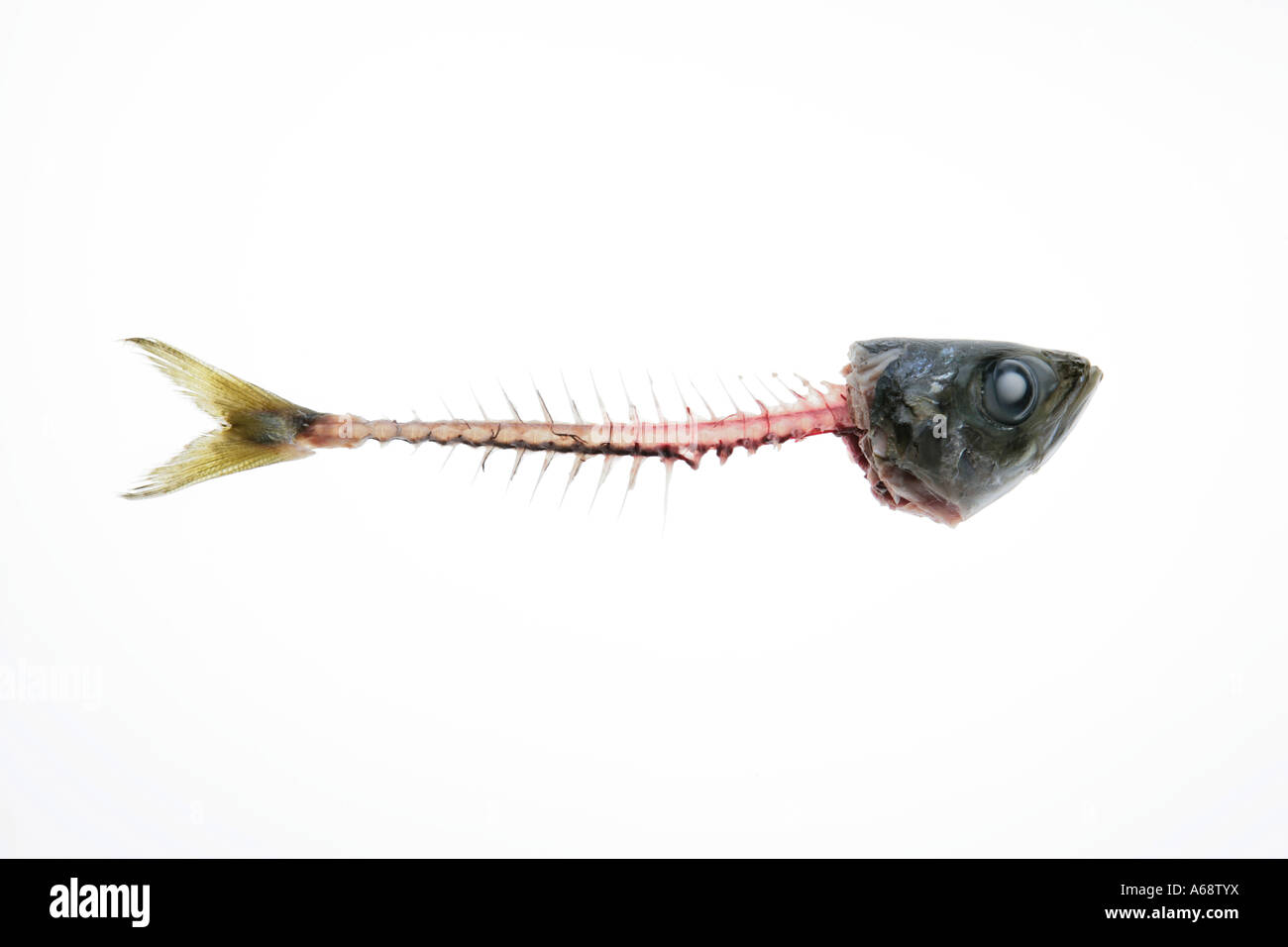 Fish bones hi-res stock photography and images - Alamy