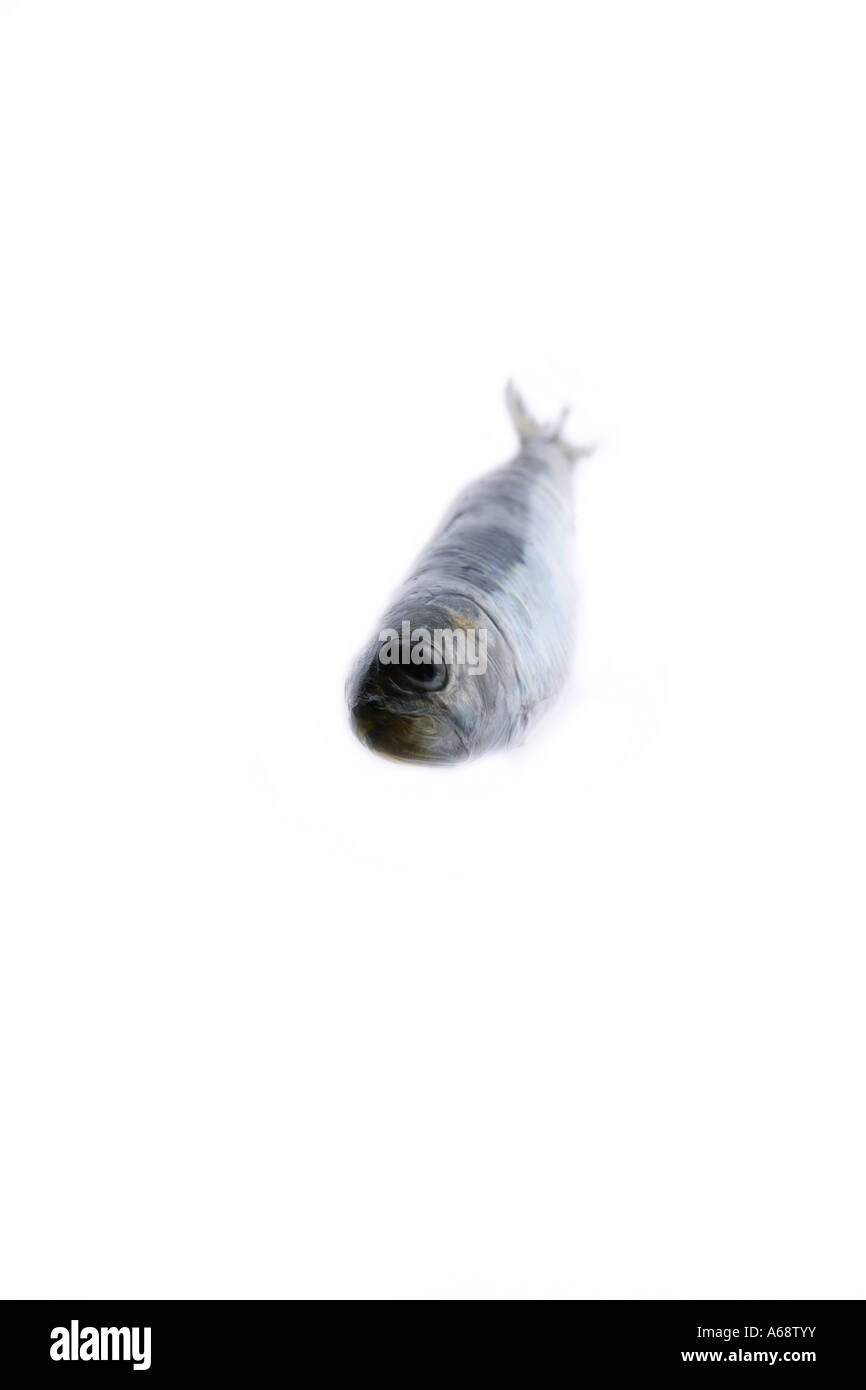 Small fish front view Stock Photo - Alamy