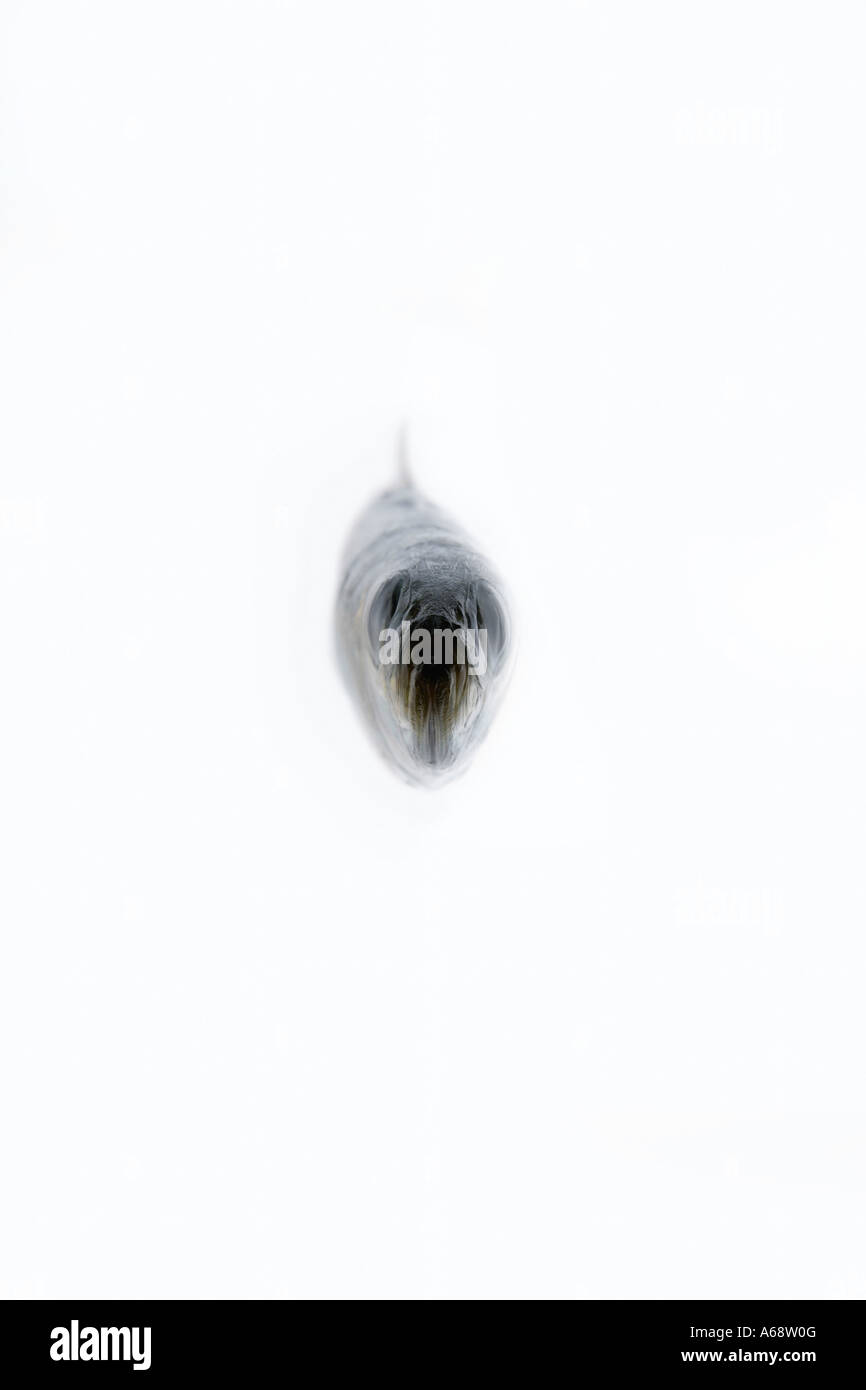 Small Fish front view Stock Photo - Alamy