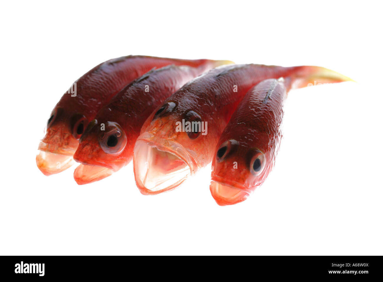 Four red fish with mouth open Stock Photo - Alamy