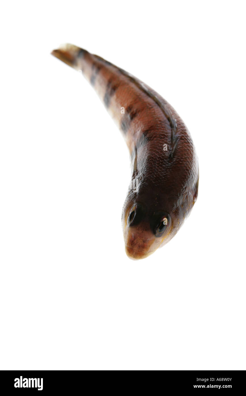 Fish with stripes Stock Photo - Alamy