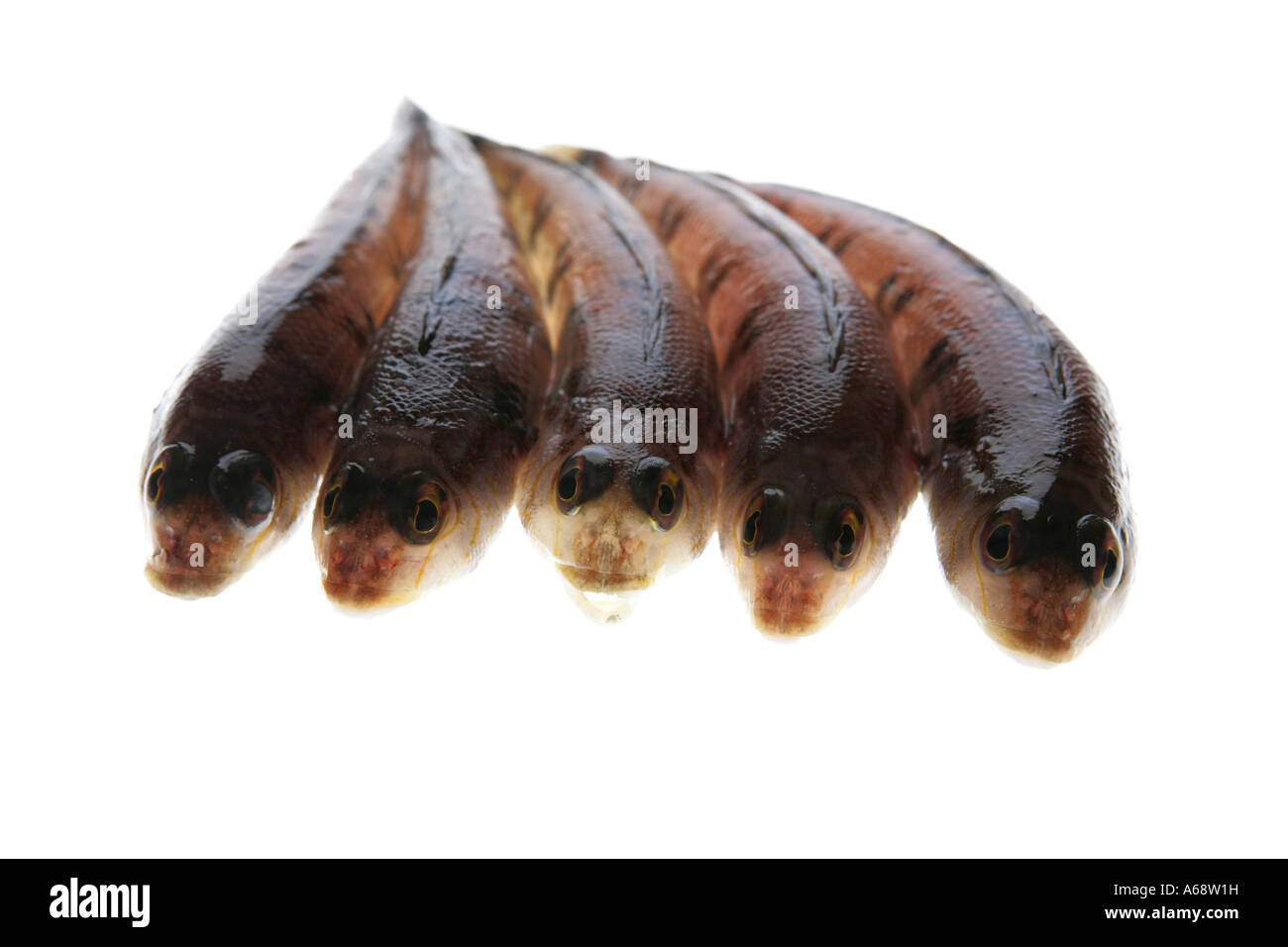 Five fish front view Stock Photo - Alamy
