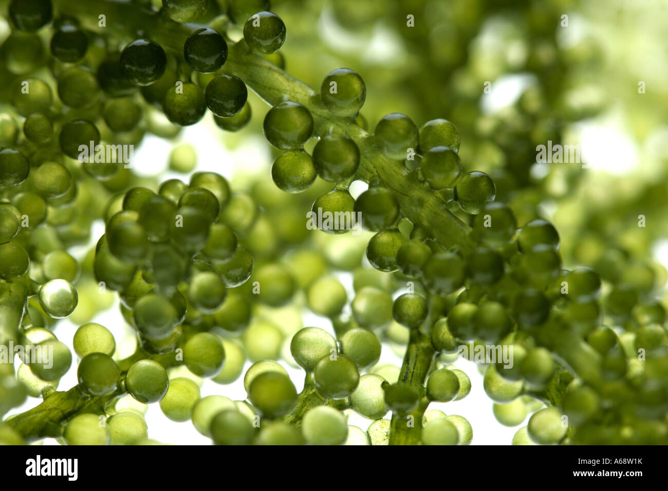 Seaweed close up Stock Photo - Alamy