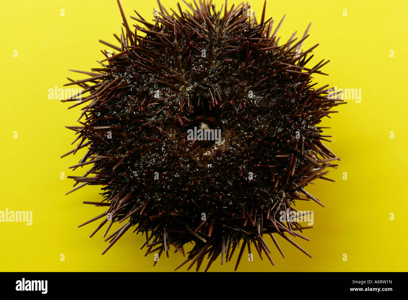 Sea urchin close up Stock Photo - Alamy
