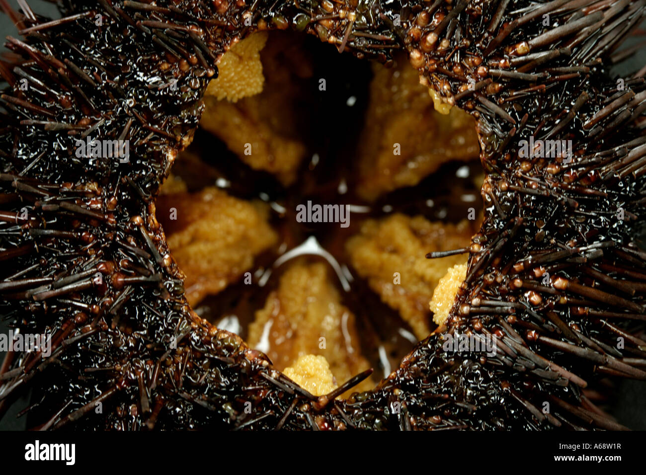 Sea urchin s roe close up Stock Photo - Alamy