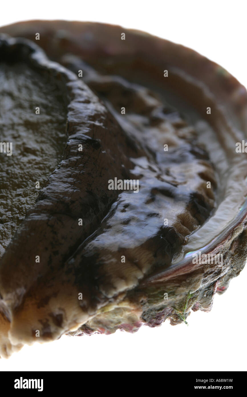 Abalone close up Stock Photo - Alamy