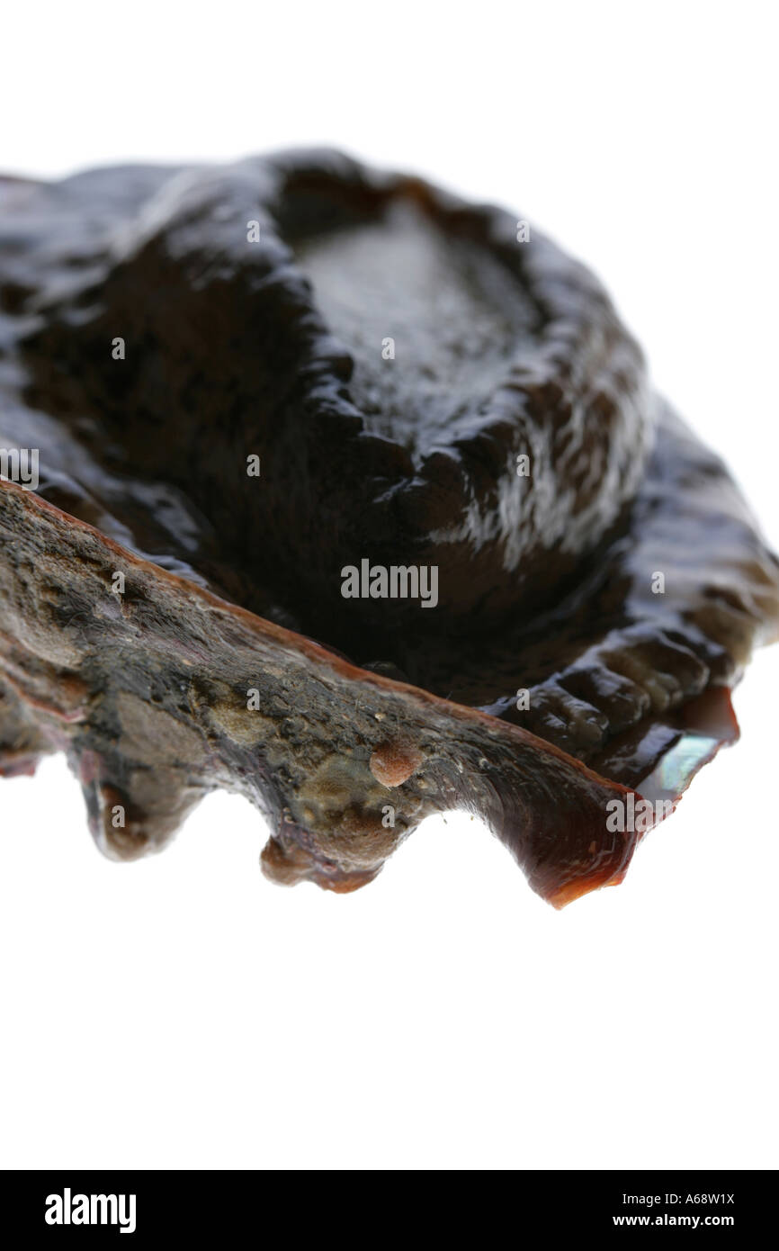 Abalone close up Stock Photo - Alamy