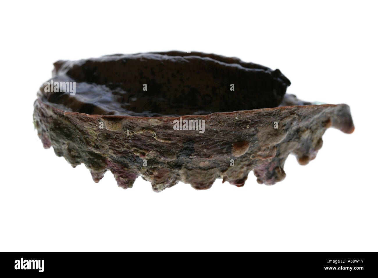 Abalone side view Stock Photo - Alamy