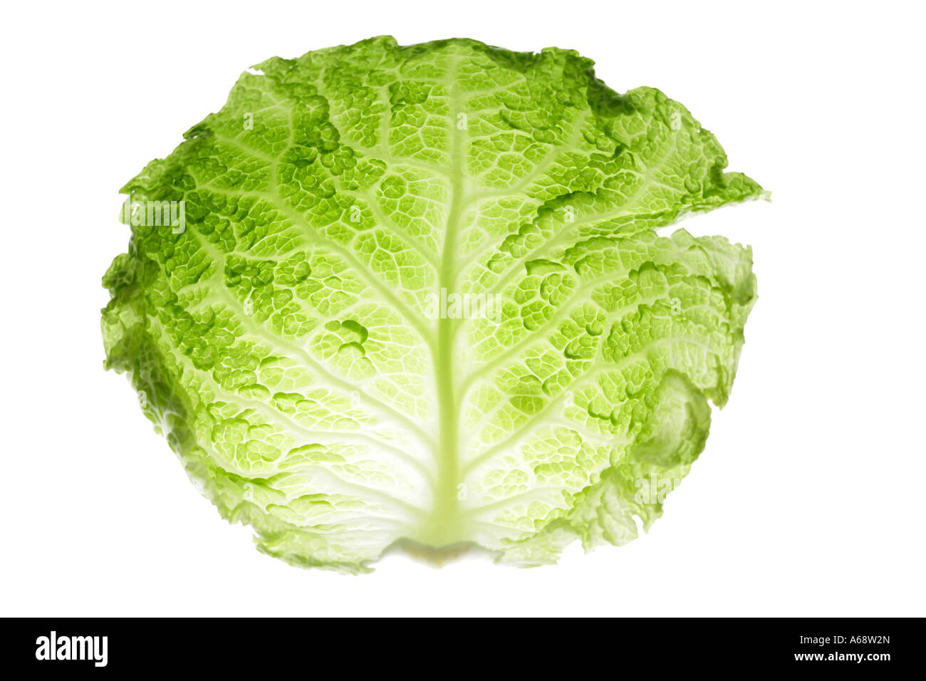 A leaf of cabbage Stock Photo - Alamy