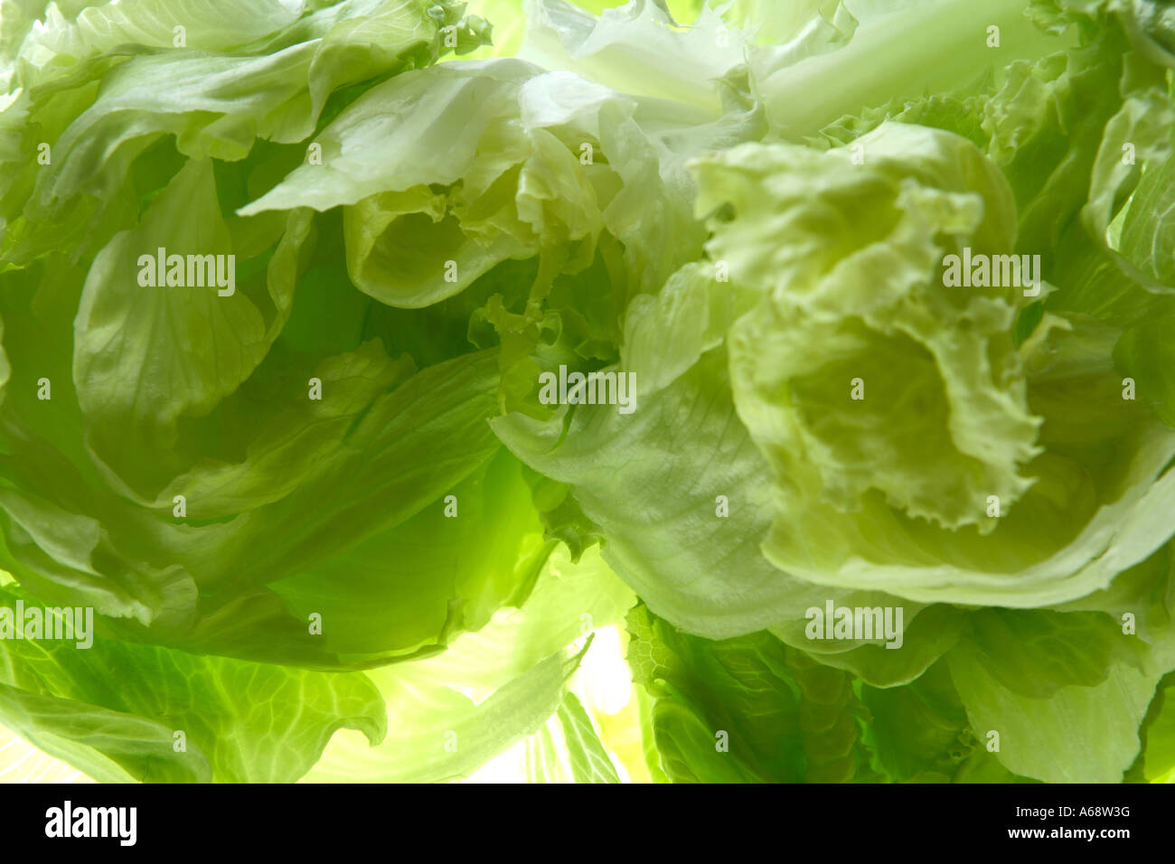 Lettuce close up Stock Photo - Alamy