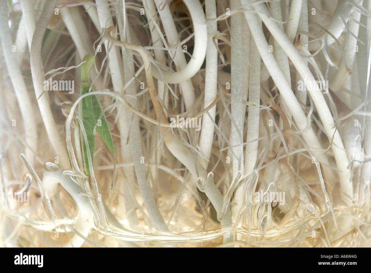 Roots of bean sprouts Stock Photo - Alamy