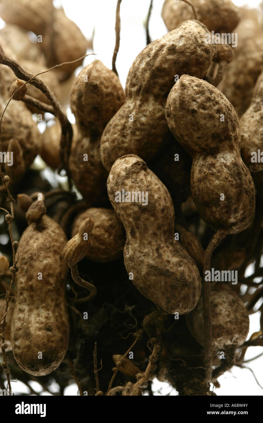 Peanuts close up Stock Photo - Alamy