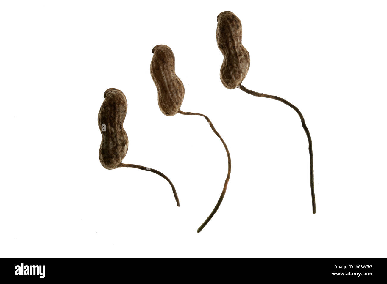 Three peanuts with stem Stock Photo - Alamy