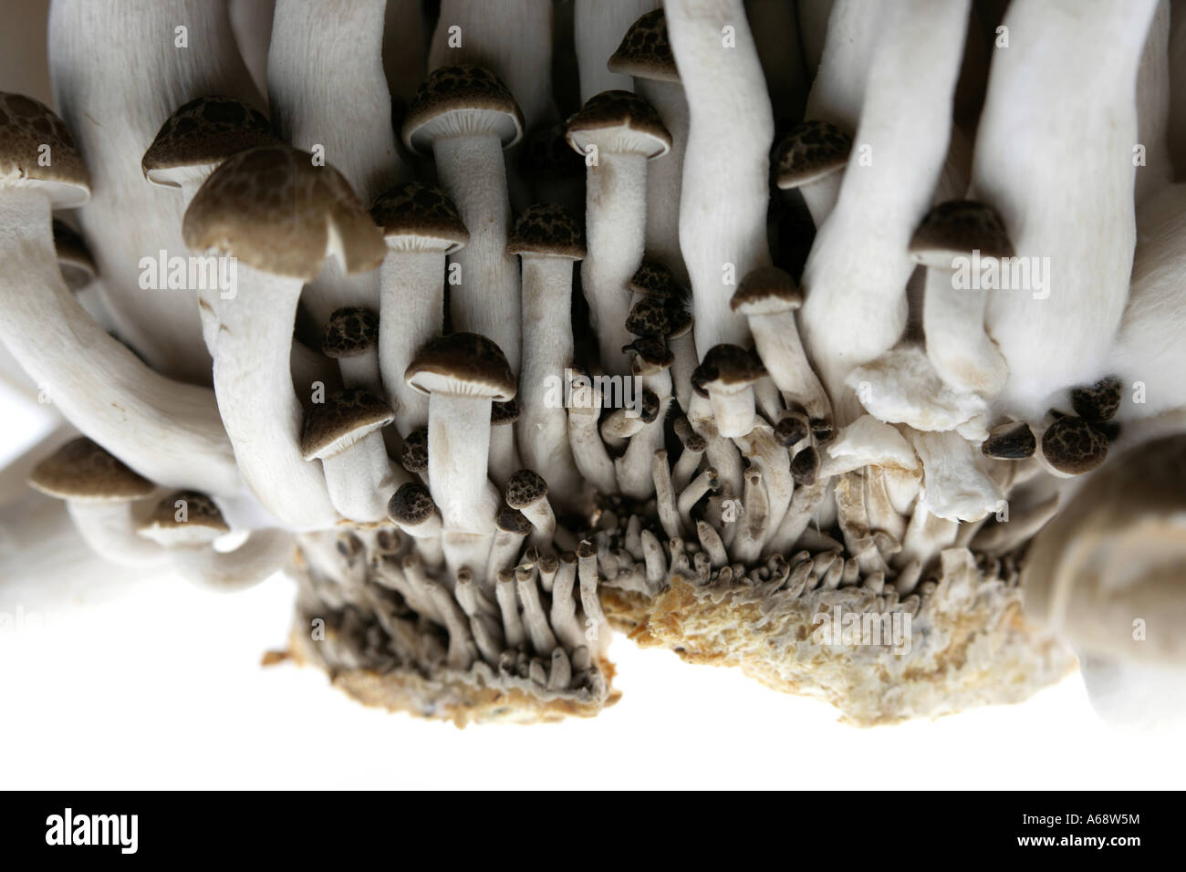 Mushroom close up Stock Photo - Alamy