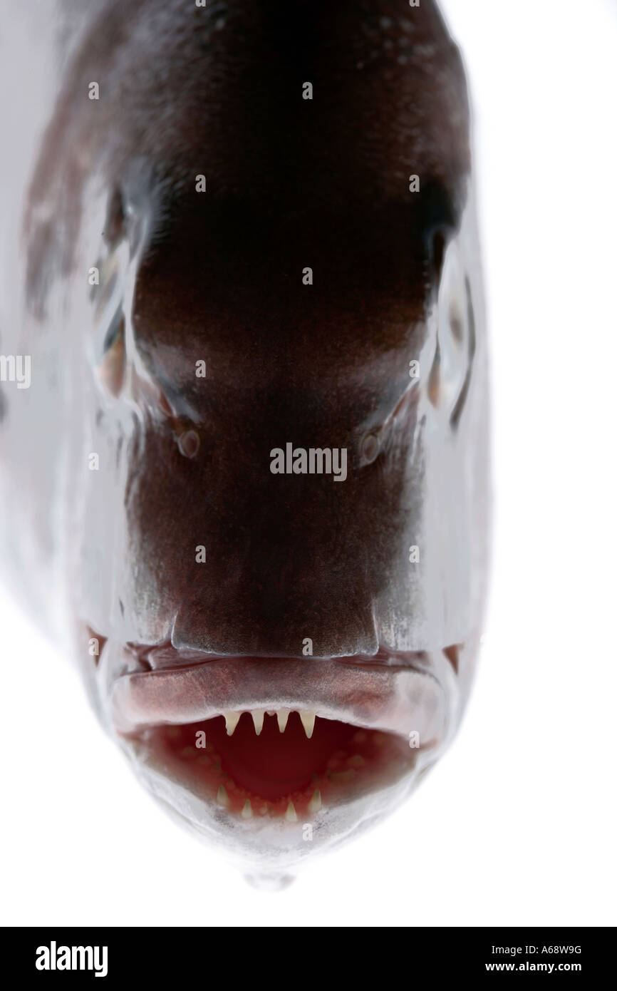 Bump head fish hi-res stock photography and images - Alamy