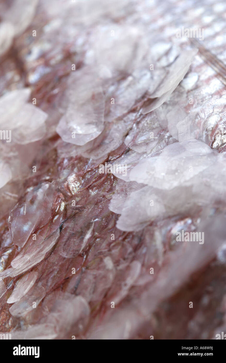 Fish scales close up Stock Photo - Alamy