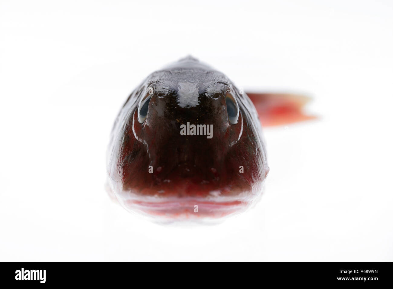 Fish front view Stock Photo - Alamy