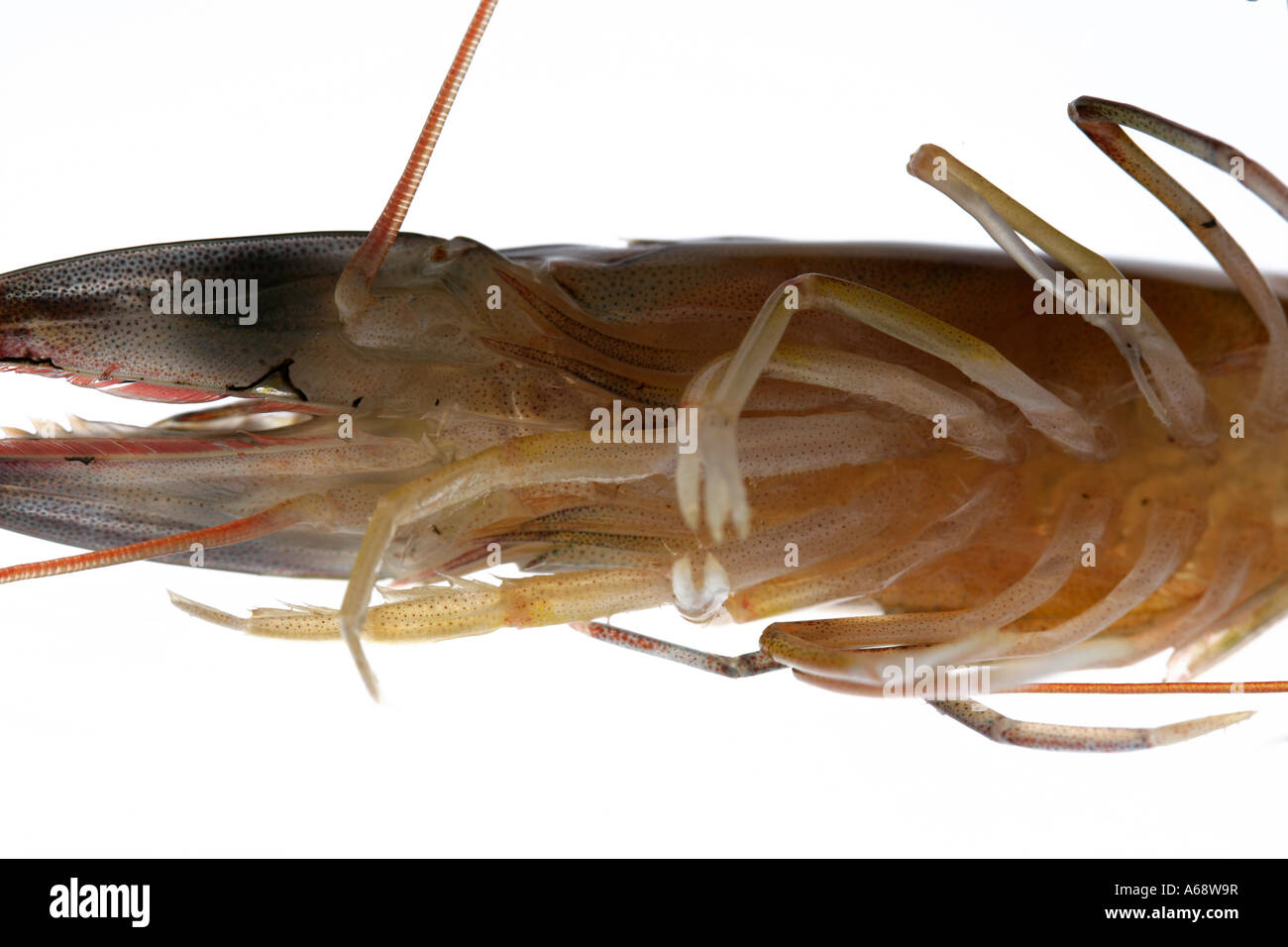Prawn bottom view Stock Photo - Alamy