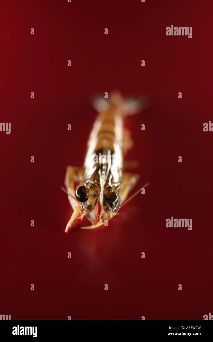 Prawn on a red surface front view Stock Photo - Alamy