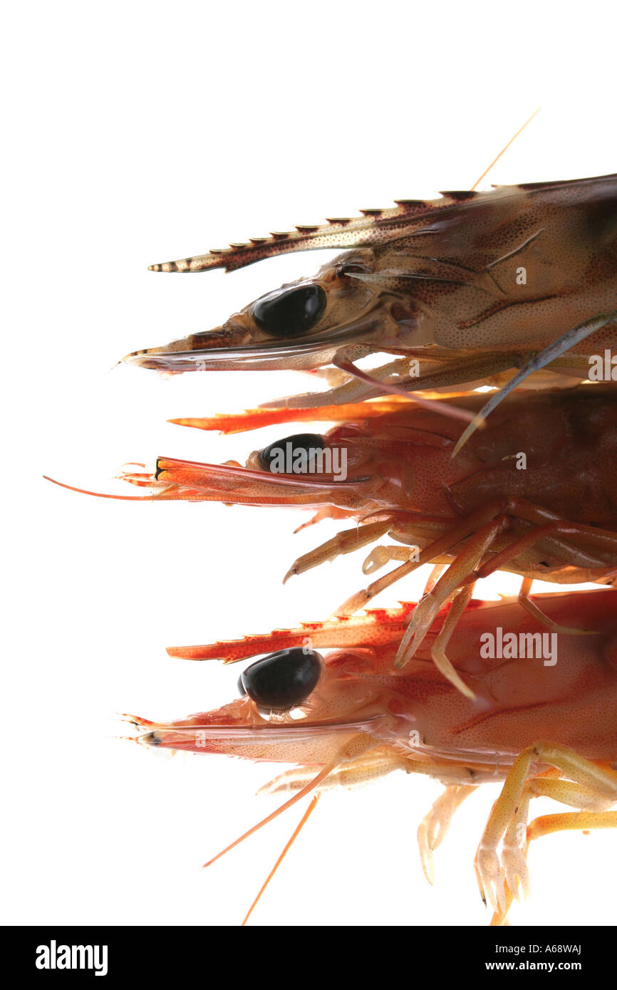 Three prawns close up Stock Photo - Alamy