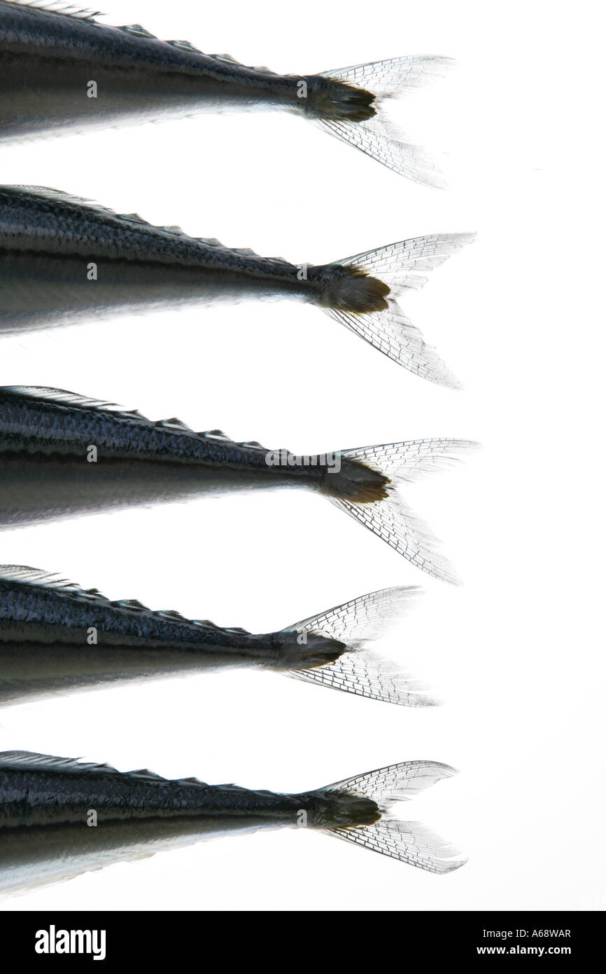 Fish tails close up Stock Photo - Alamy