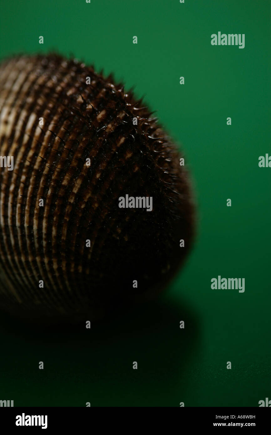 Clams close up Stock Photo - Alamy