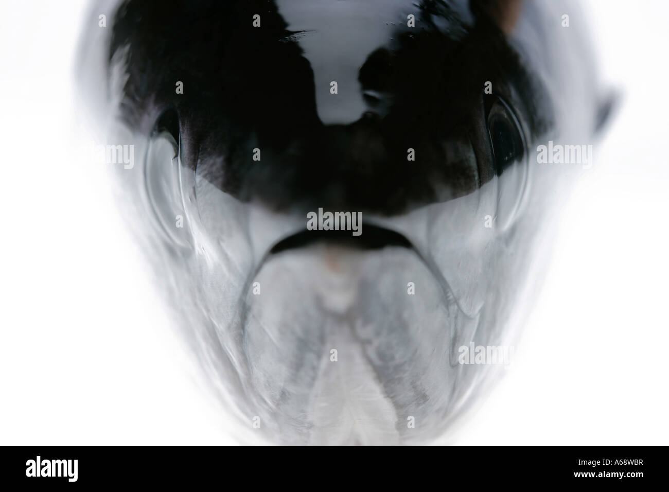 Fish head close up Stock Photo - Alamy