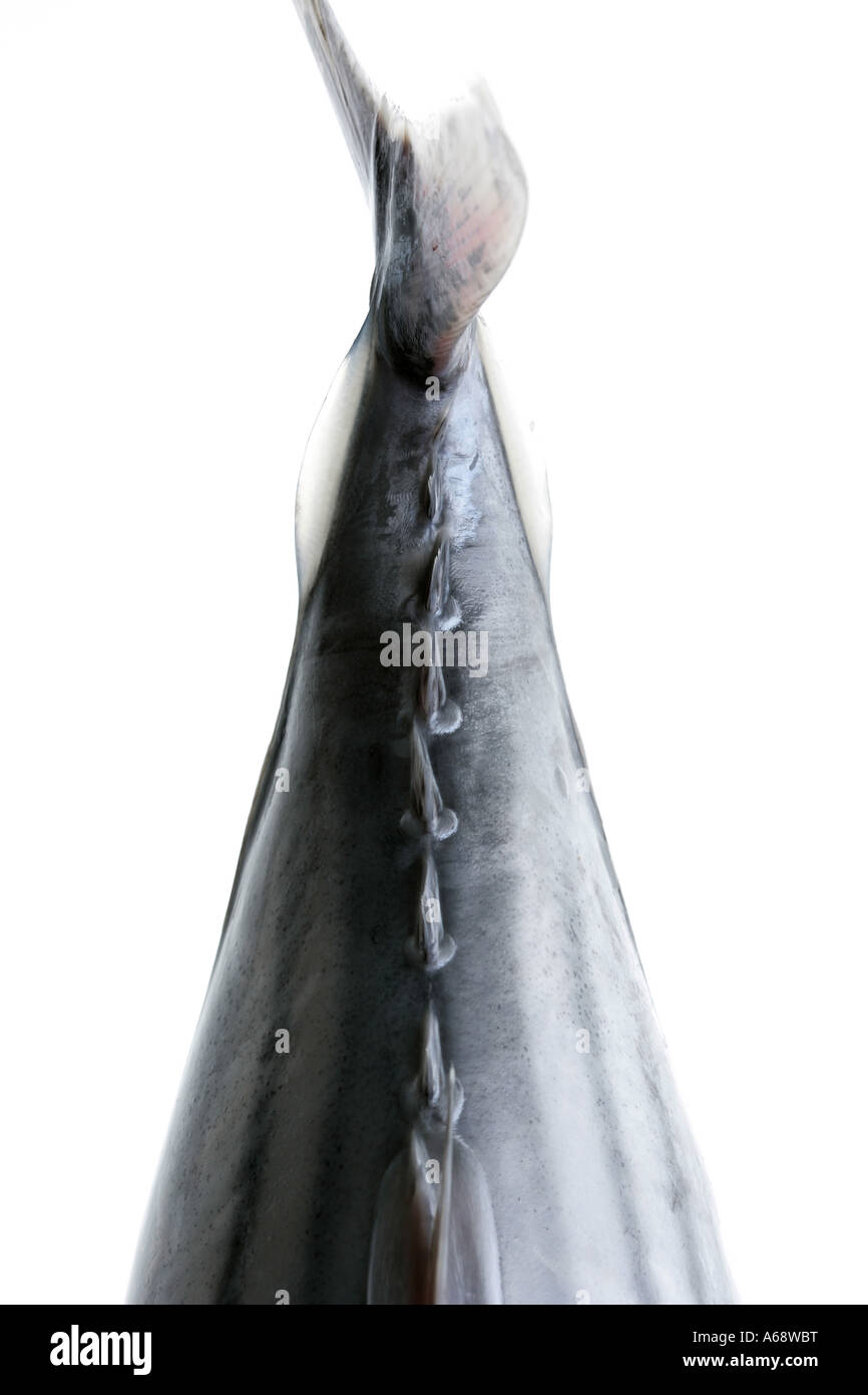Top view of fish tail close up Stock Photo - Alamy