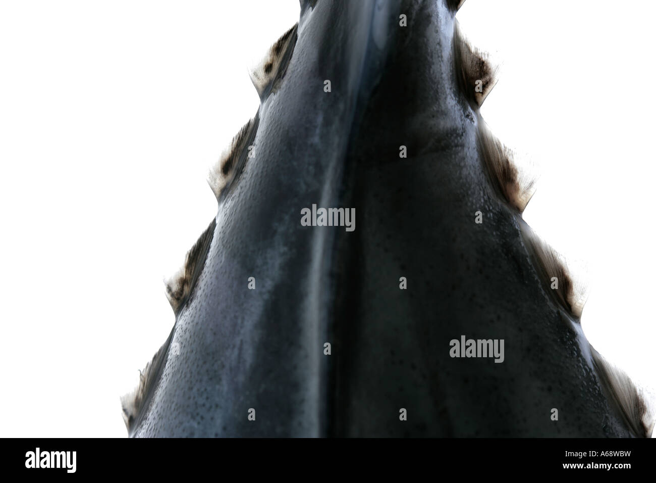 Body of fish Stock Photo - Alamy