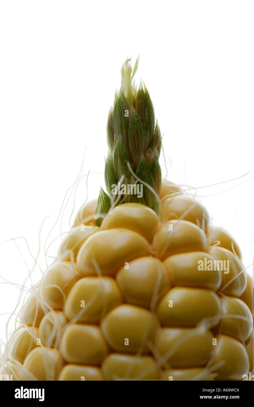 Corn close up Stock Photo - Alamy