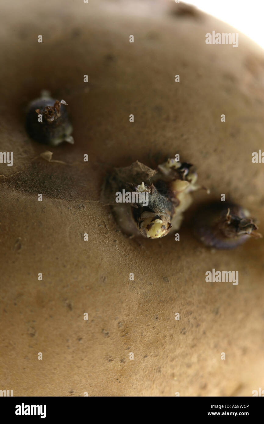 Potatoe close up Stock Photo - Alamy