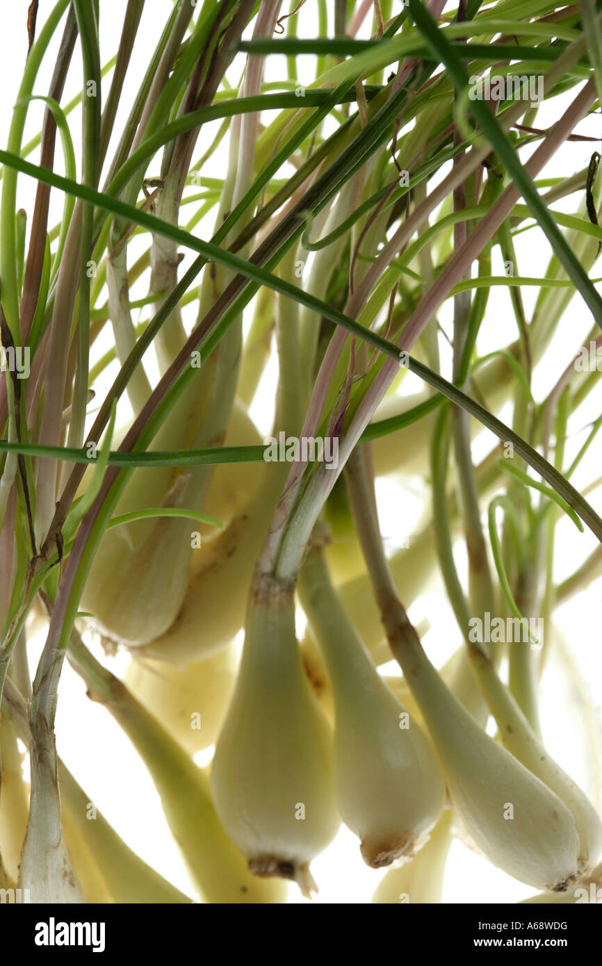 Spring onions close up Stock Photo - Alamy