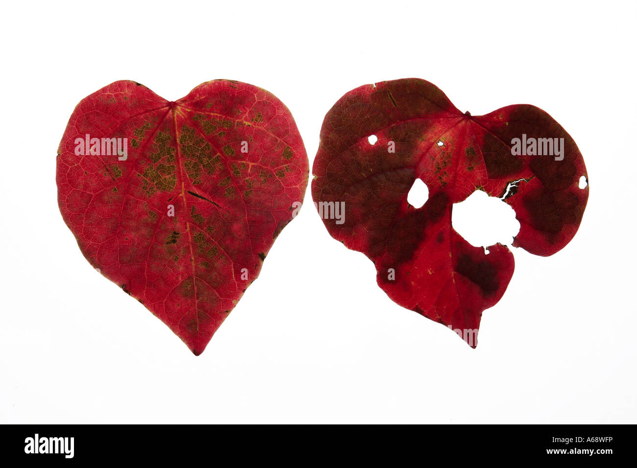 Two dry leaves Stock Photo - Alamy