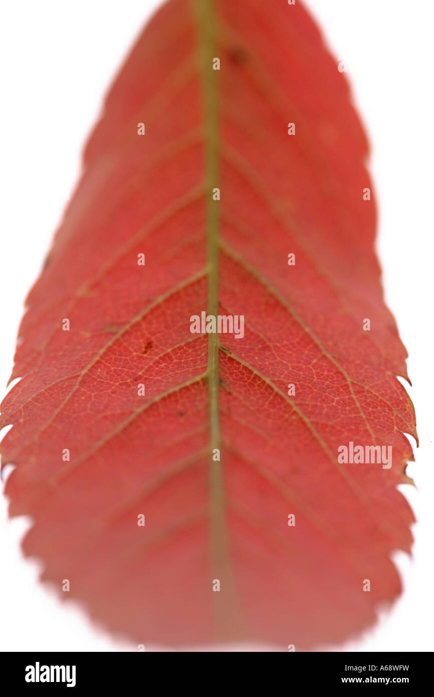 Red leaf close up Stock Photo - Alamy