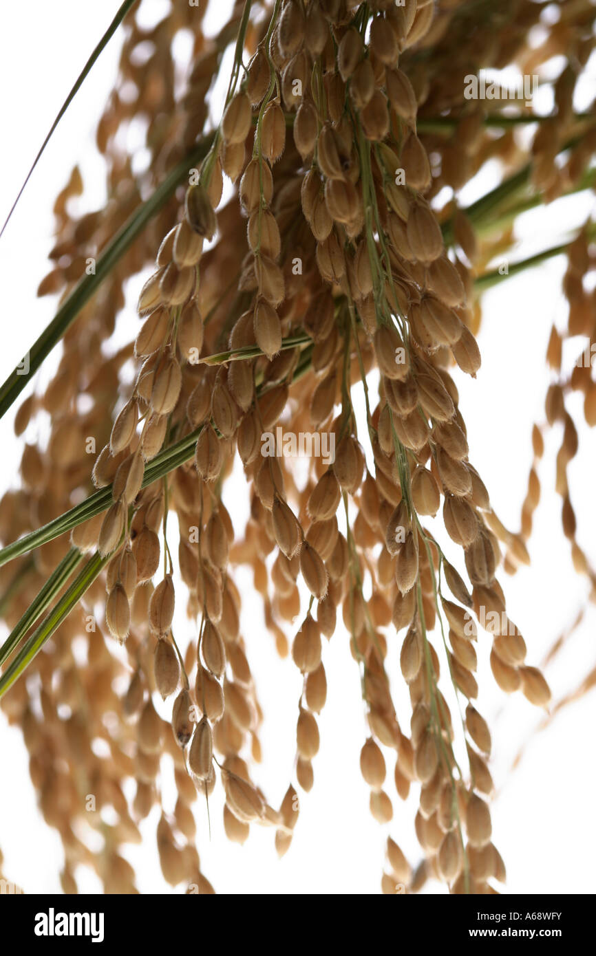 Rice grains close up Stock Photo - Alamy