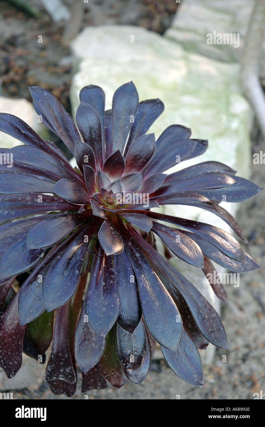 Aeonium Arboreum Atropurpureum Purple Rose Tree Stock Photo - Alamy