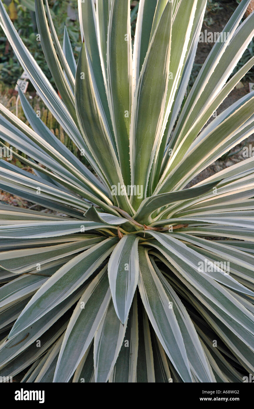 Agave angustifolia Marginata Variegated Caribbean Agave Stock Photo - Alamy