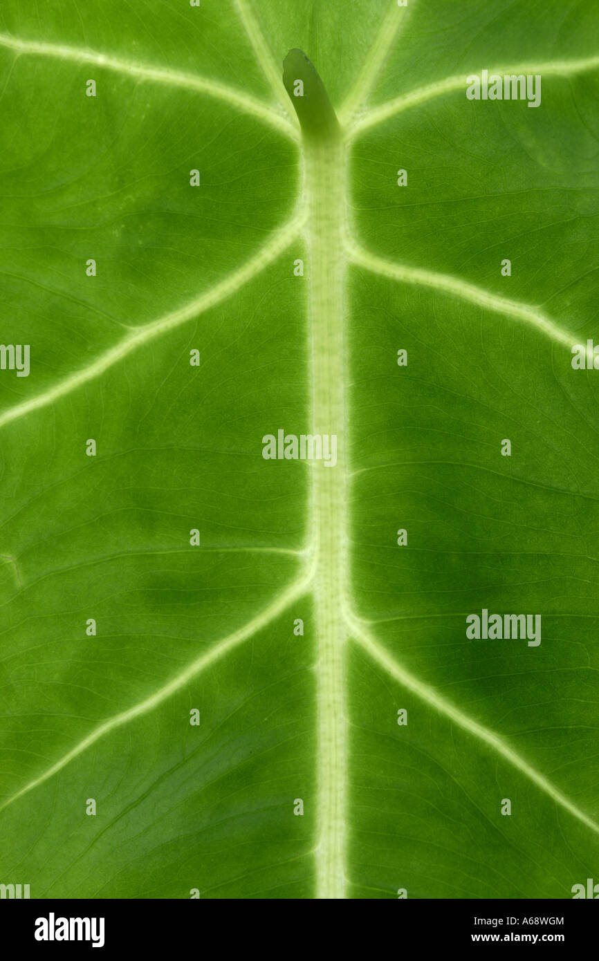 Leaf close up Stock Photo - Alamy