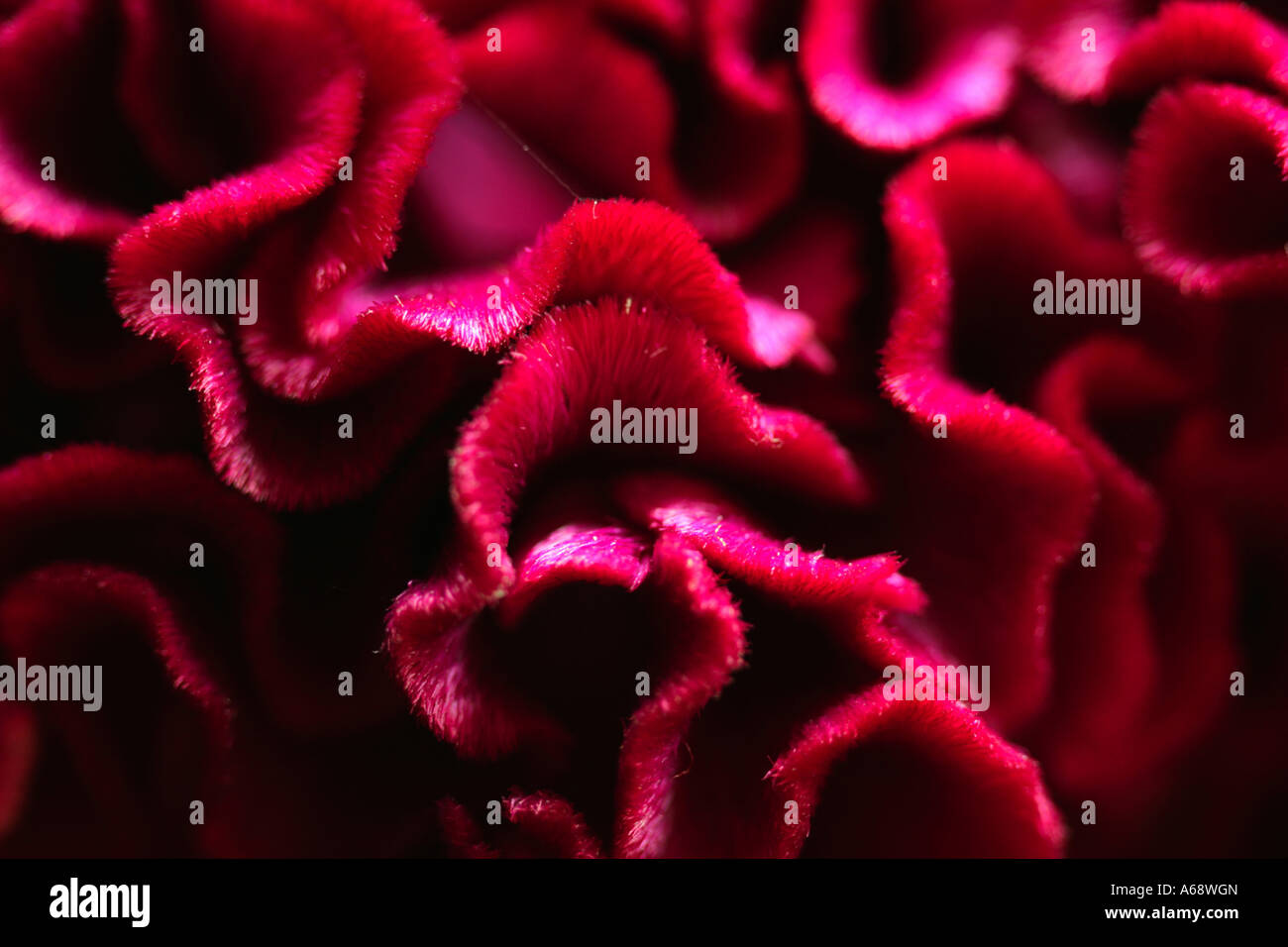 Red flowers close up Stock Photo - Alamy