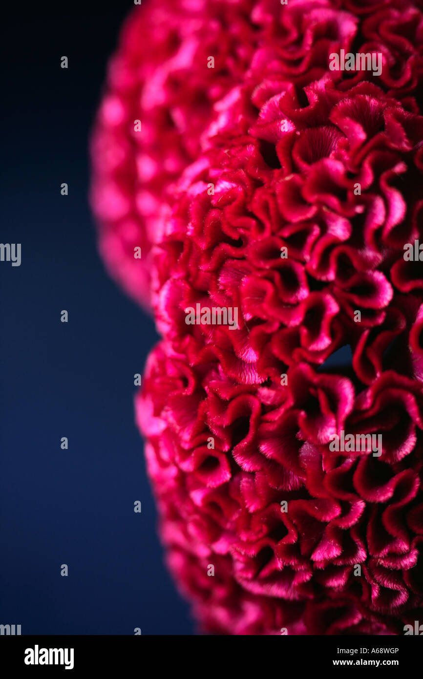 Red flowers close up Stock Photo - Alamy