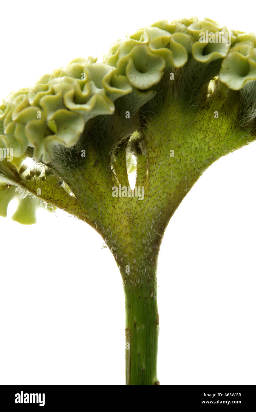 Flower side view Stock Photo - Alamy