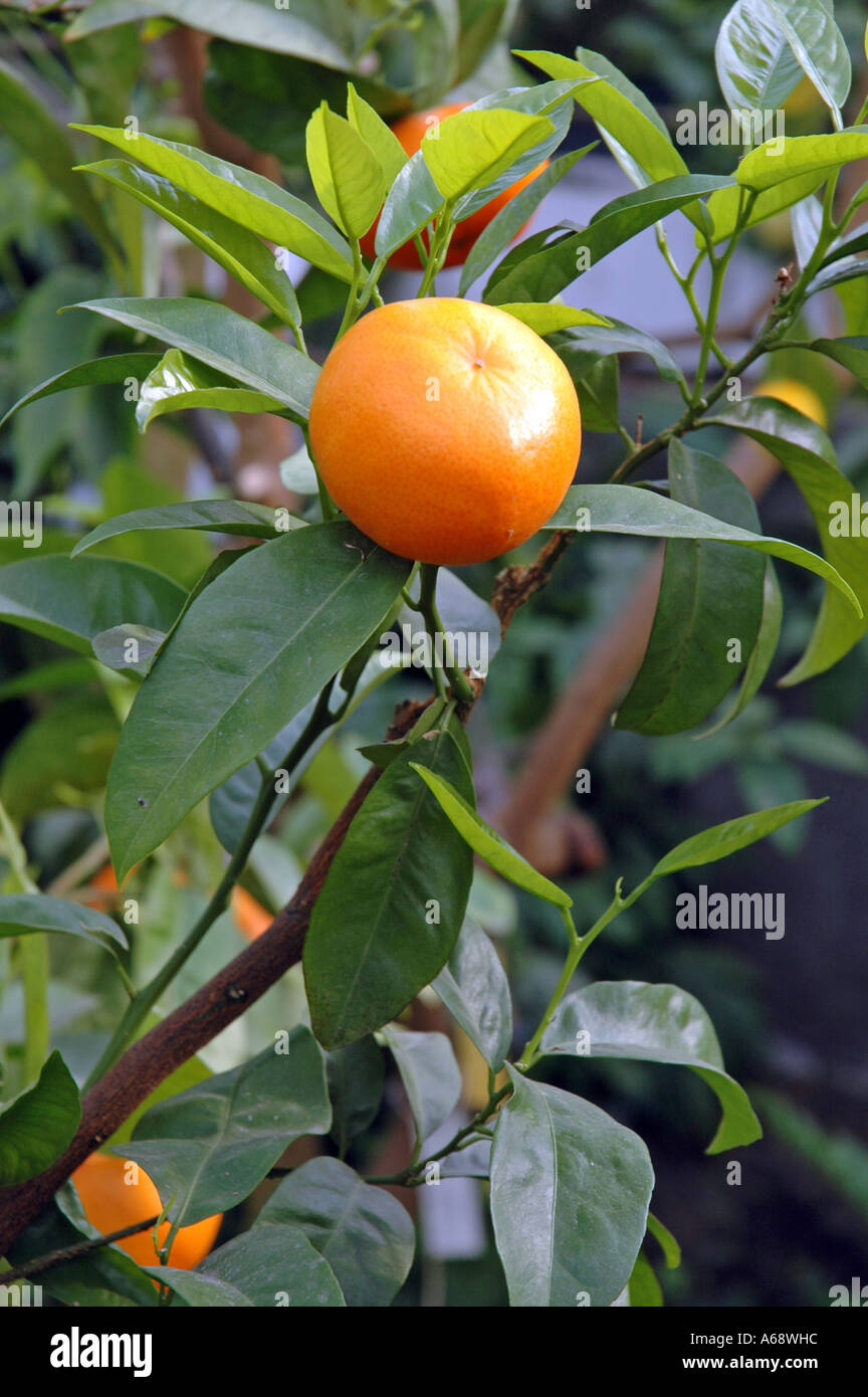 Citrus Nova Mandarin Tree Stock Photo - Alamy