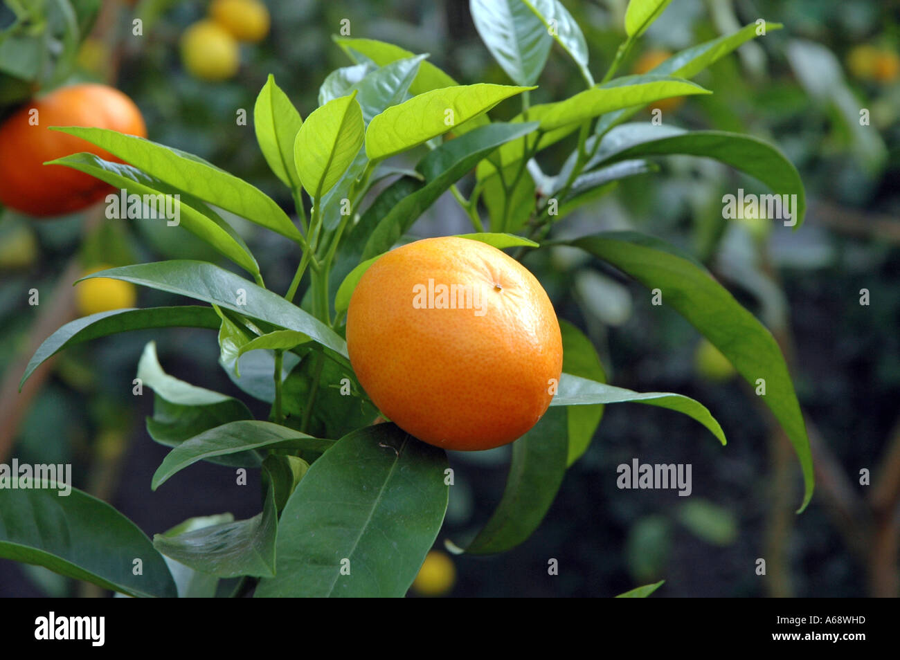 Citrus Nova Mandarin Tree Stock Photo - Alamy