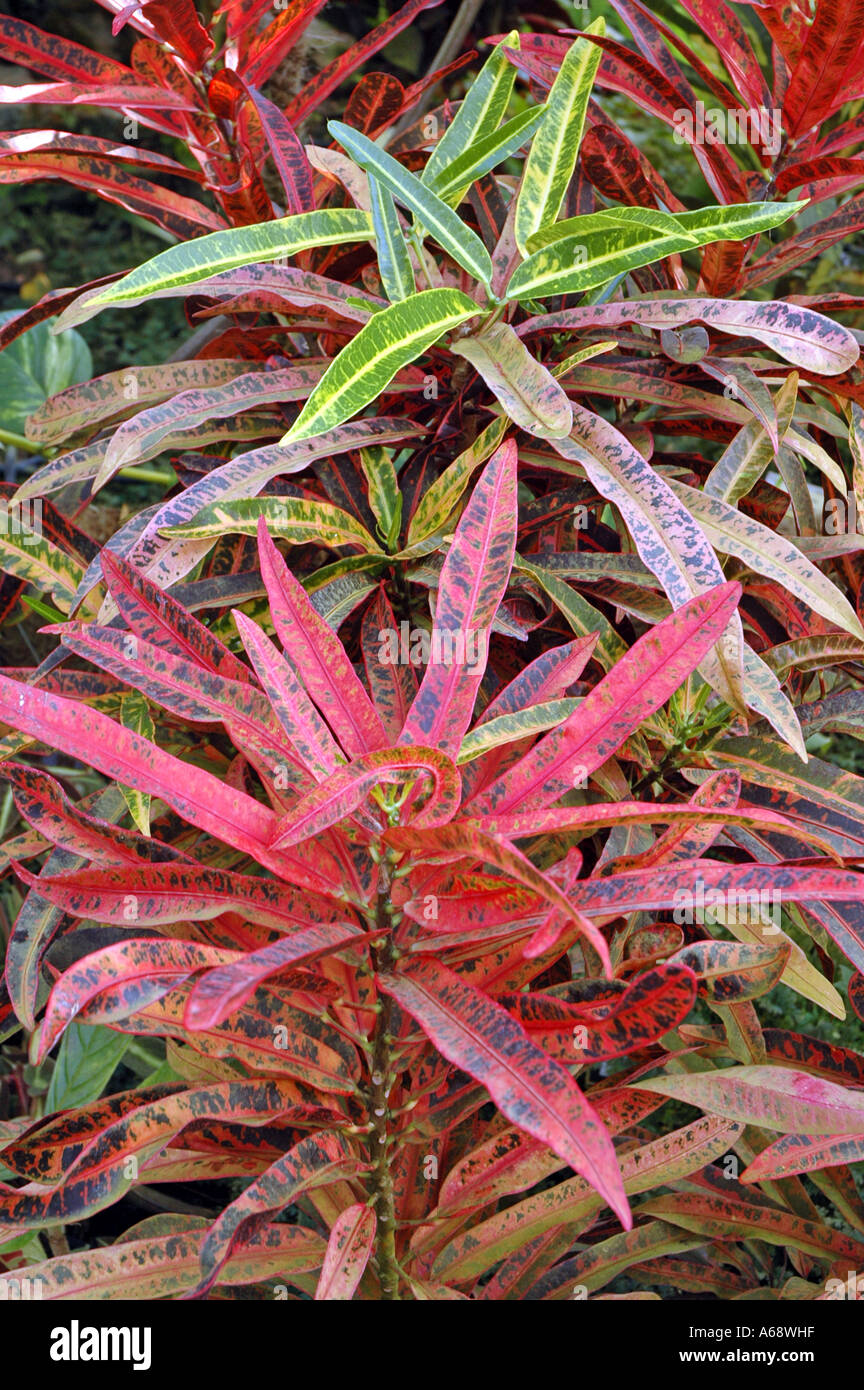 Columnea Sanguinea also called Dalbergaria Sanguinea Flying Goldfish ...