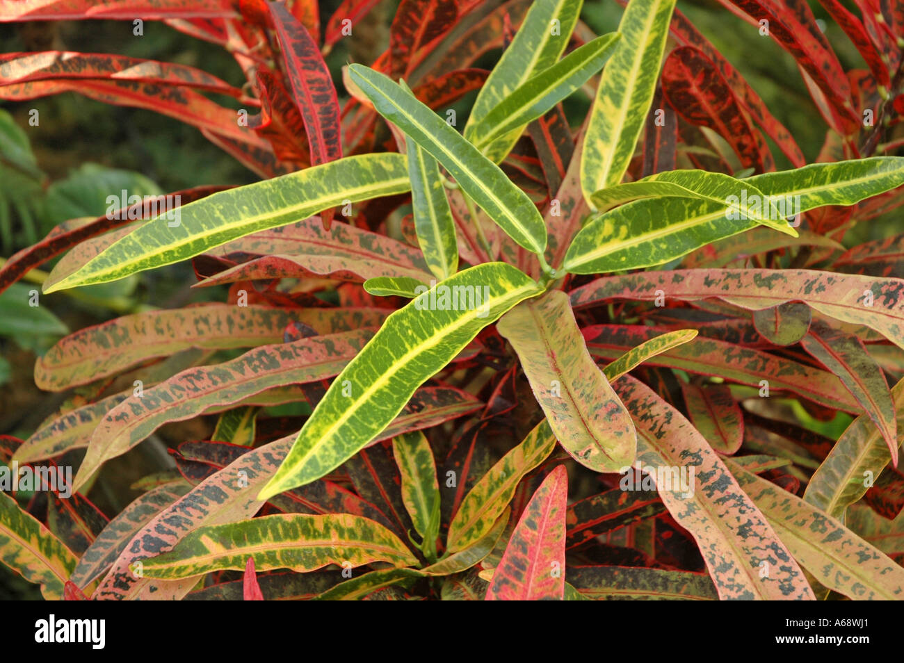 Columnea Sanguinea also called Dalbergaria Sanguinea Flying Goldfish ...