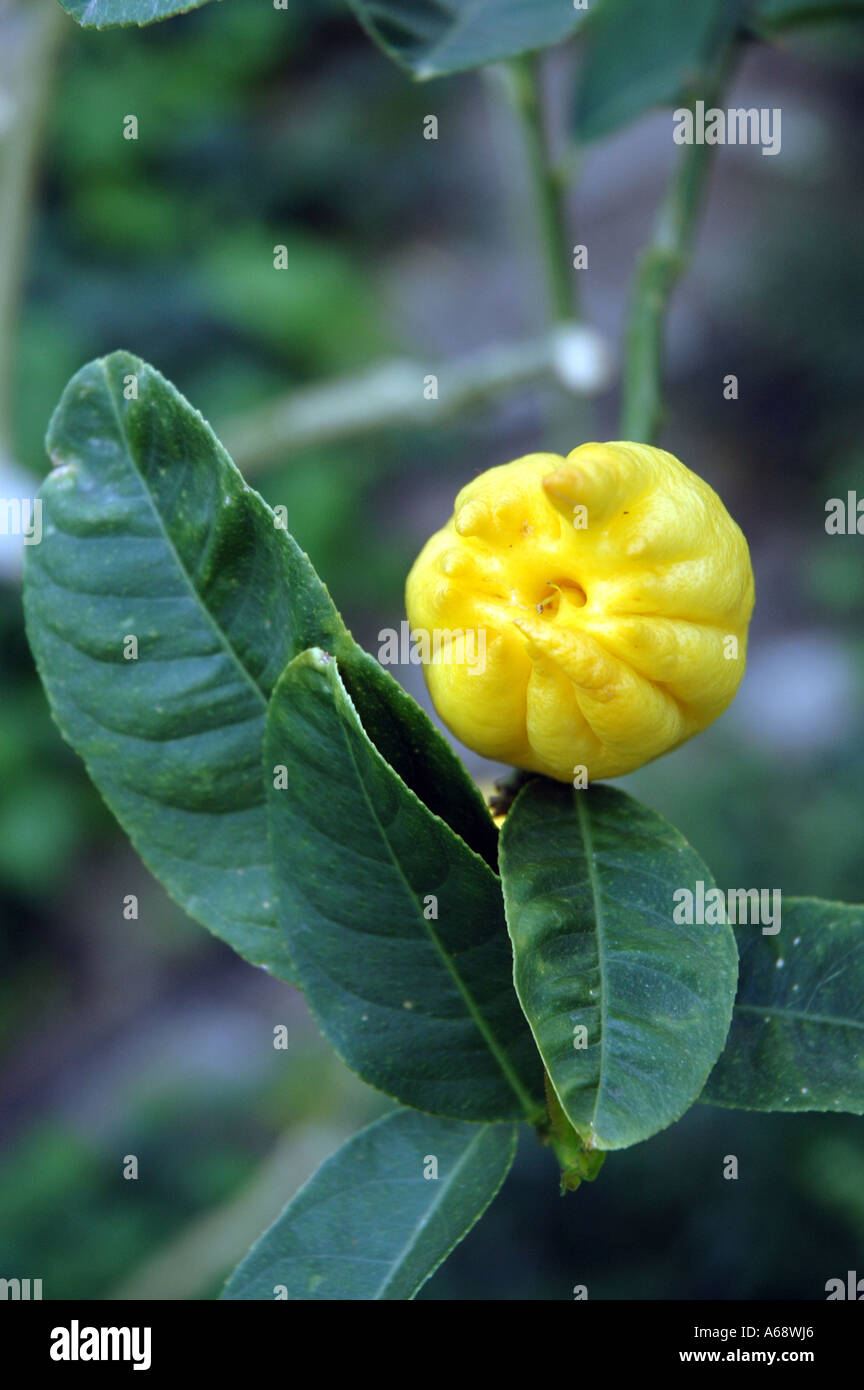 Citron Medica var Sarcodactylis Finger citron fruit also called Buddha ...