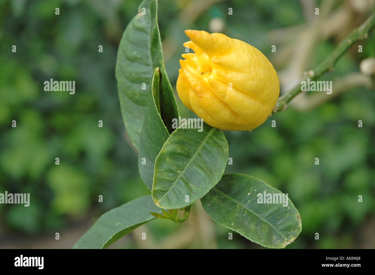 Citron Medica var Sarcodactylis Finger citron fruit also called Buddha ...