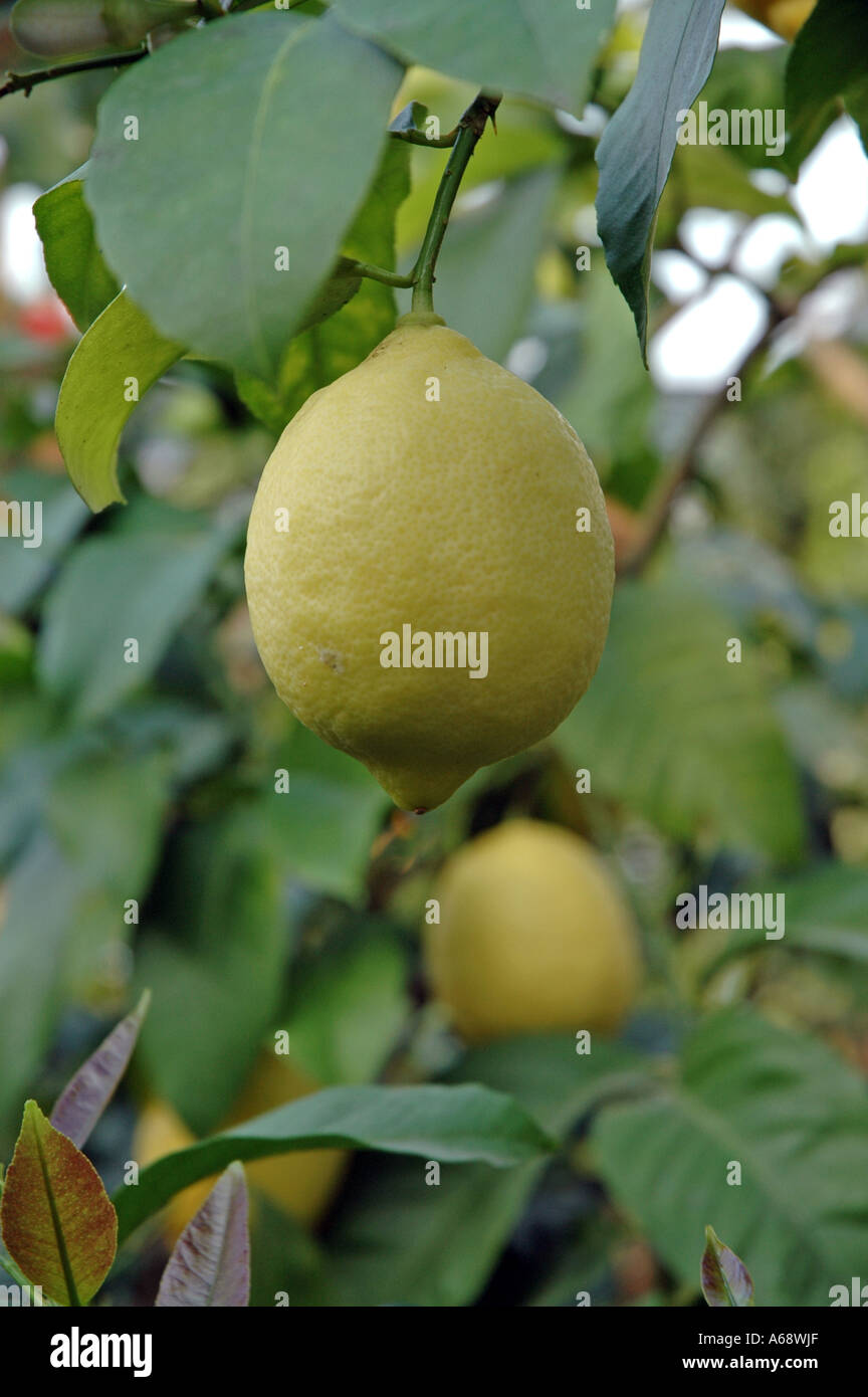 Yellow lemon citrus limonum green hi-res stock photography and images ...