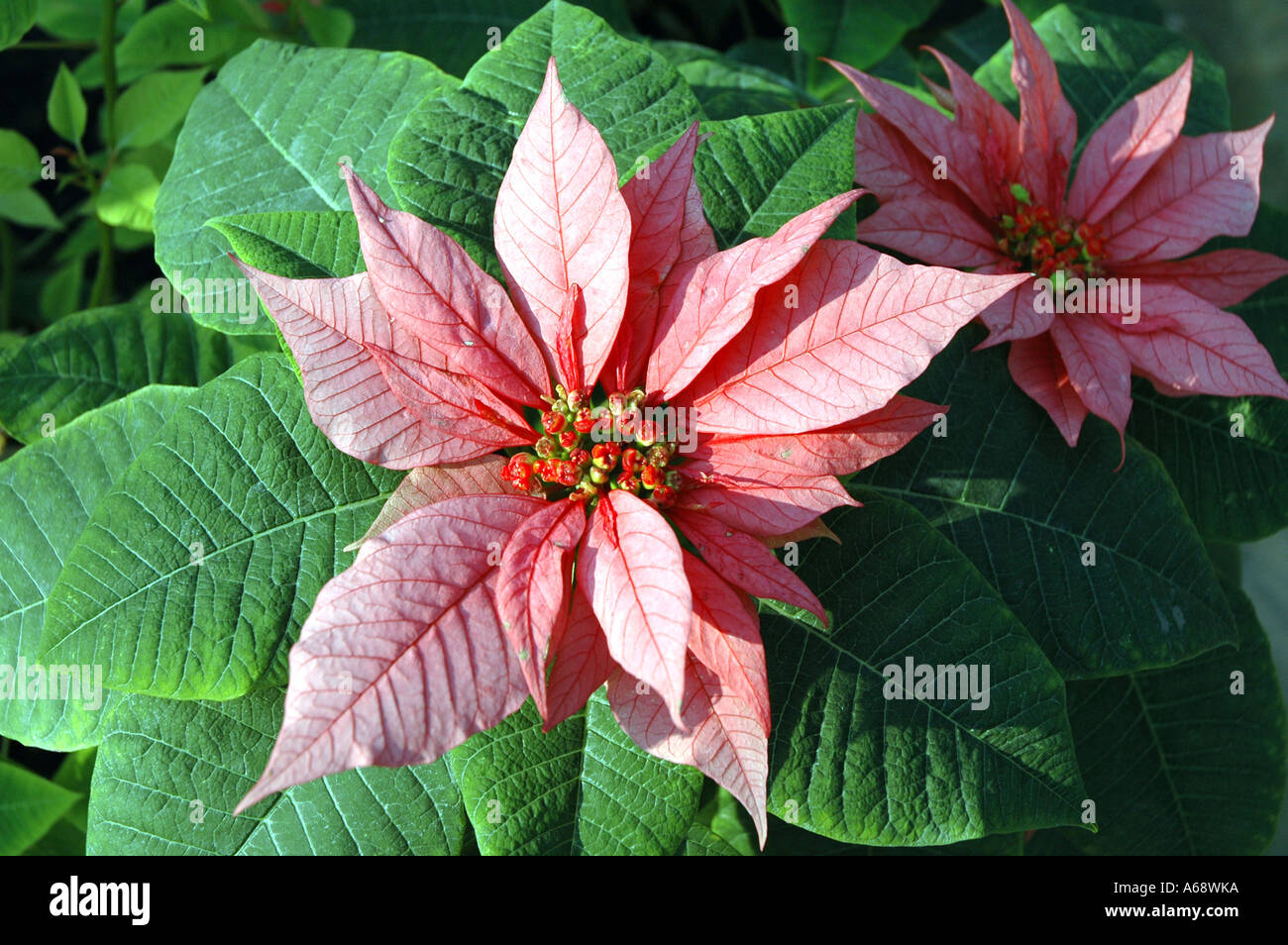 Euphorbia Pulcherrima Poinsettia known as the flower of Christmastime ...